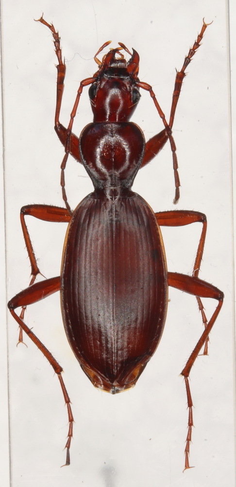 Rhadine from Kern County, CA, USA on February 23, 2025 by Vahe ...