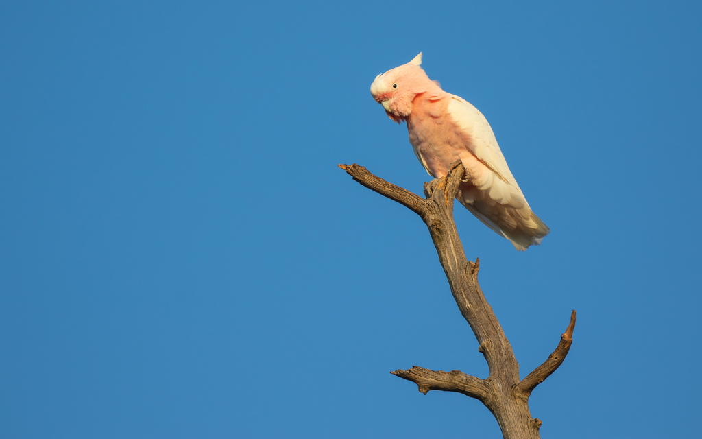 Eastern Pink Cockatoo in March 2025 by Sam Gordon · iNaturalist