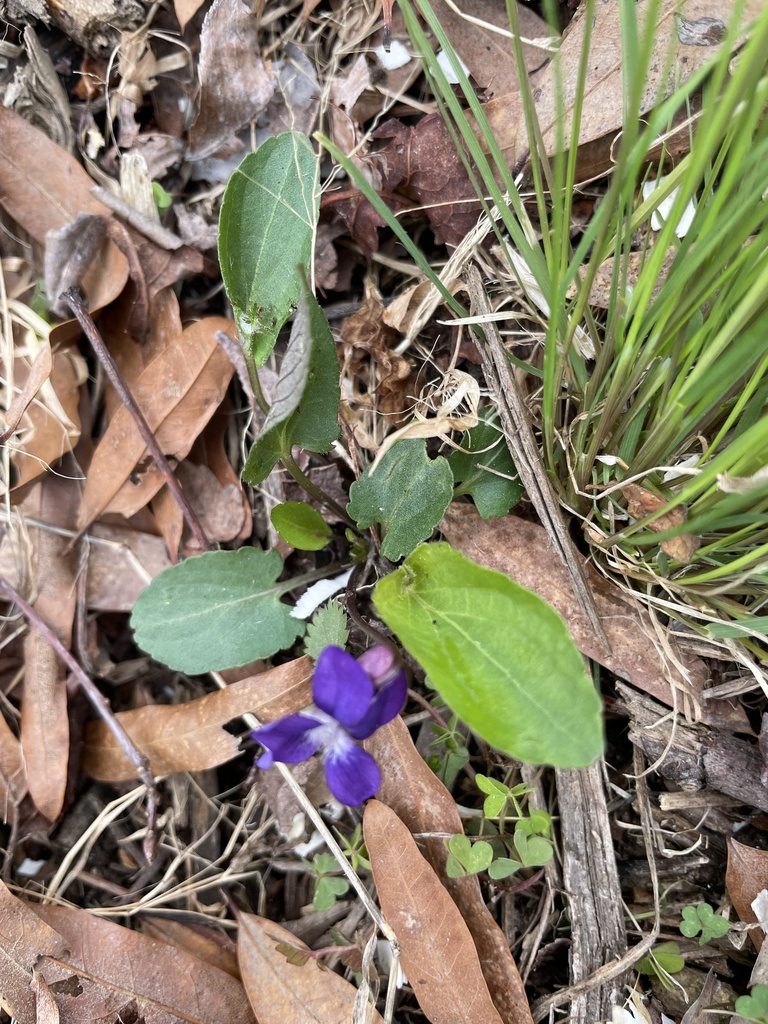 Arrowleaf Violet from Double Creek Rd, Chestertown, MD, US on April 14, 2025 at 12:18 PM by ...