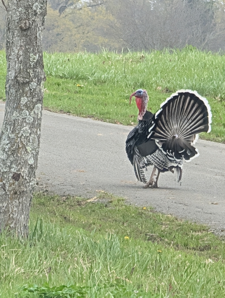Turkeys from Princeton, KY 42445, USA on March 29, 2025 at 10:31 AM by ...