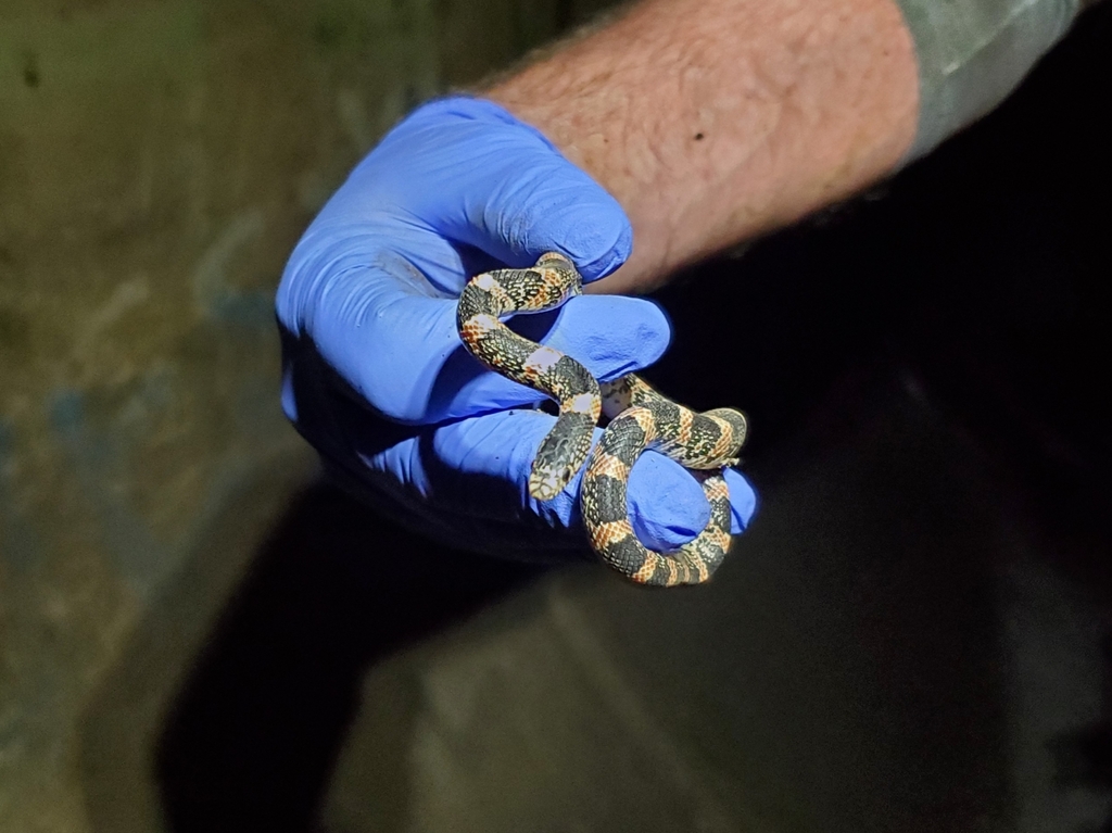 Long-nosed Snake from San Diego Country Estates, CA 92065, USA on April ...