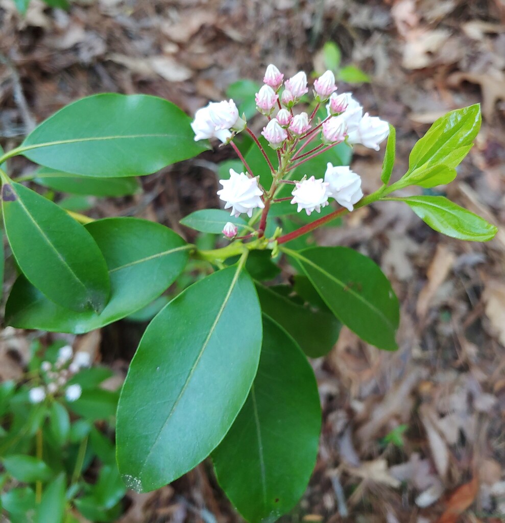 mountain laurel from Clairmont Heights, North Decatur, GA 30033, USA on ...