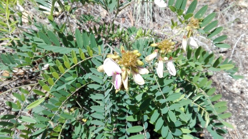 Thurber's Hoary-Pea (Tephrosia thurberi) · iNaturalist