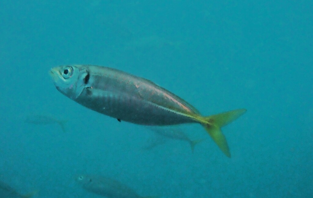 Yellowtail Scad from Sydney NSW, Australia on December 19, 2024 at 11: ...