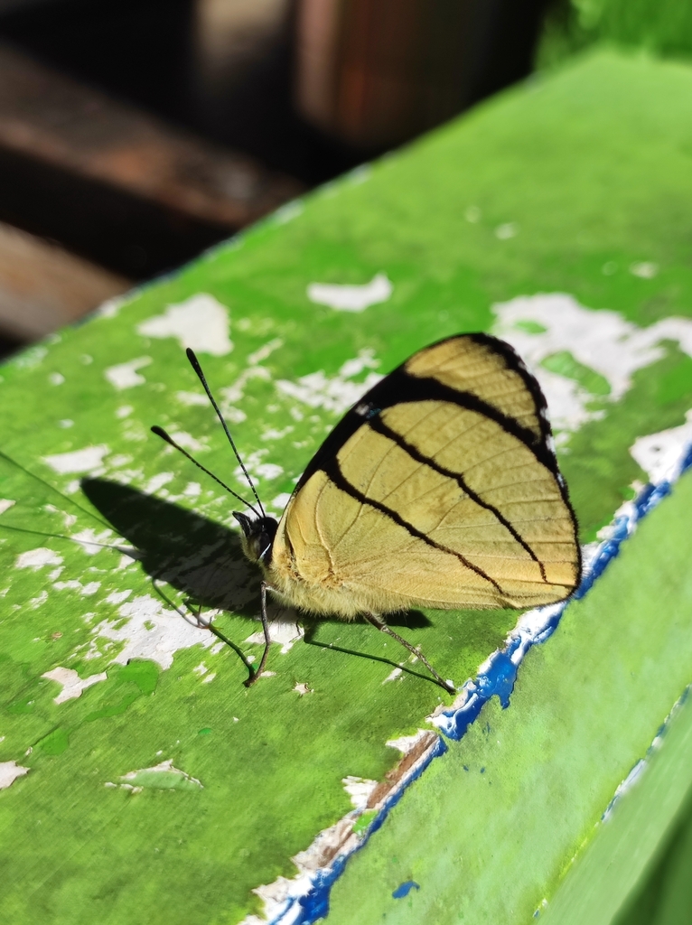 Vague Numberwings from Pereira, Risaralda, Colombia on April 7, 2025 at ...