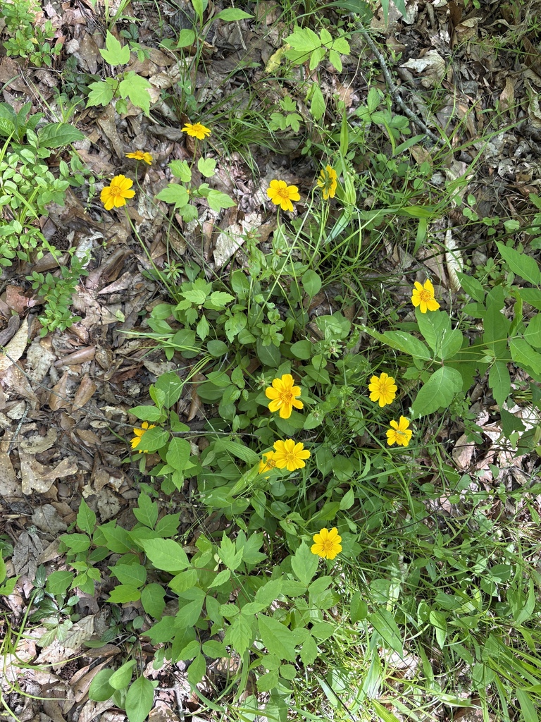 lobed coreopsis from Wood Duck Nature Preserve Opelika AL USA on April ...
