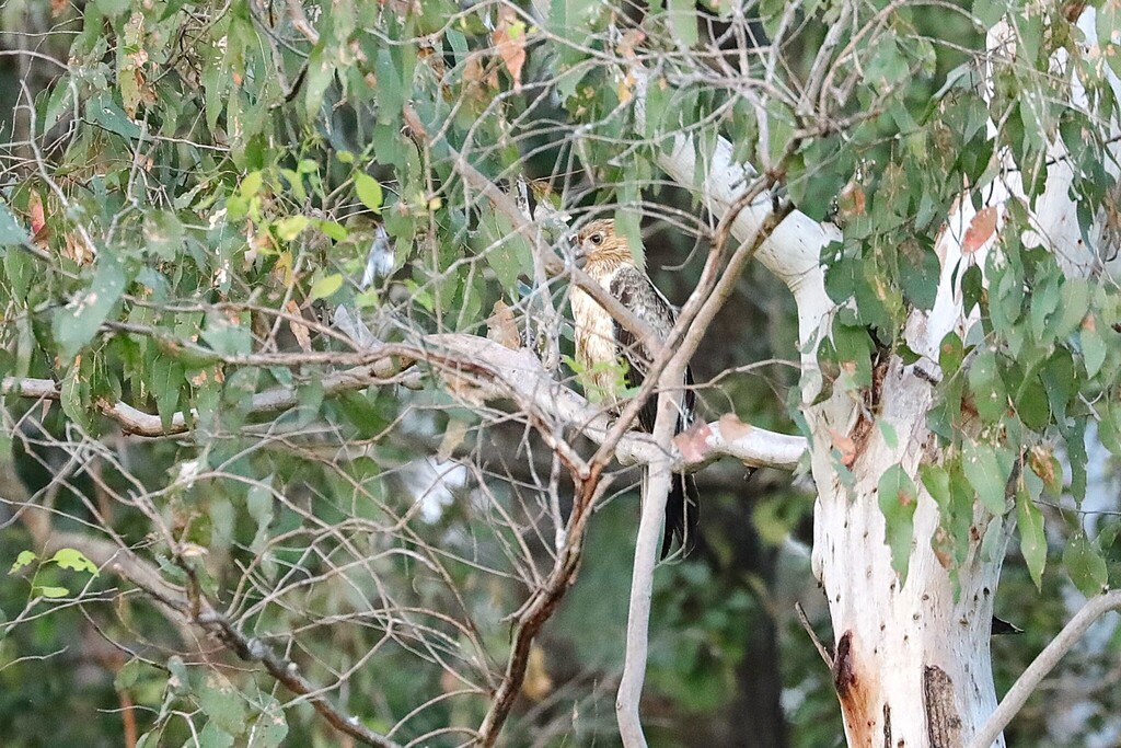 Whistling Kite from Netherdale QLD 4756, Australia on April 14, 2025 at ...