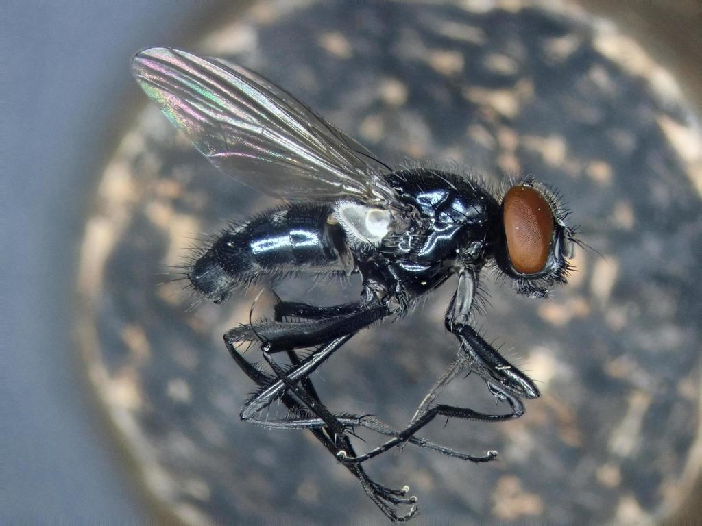 Black Dump Flies (cadaveric entomofauna of the Edwards Plateau ) · BioDiversity4All