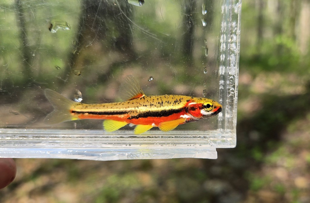 Tennessee Dace (Chrosomus tennesseensis) - Marine Life Identification