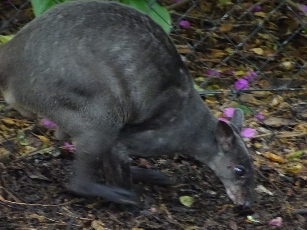 Gray Dorcopsis (Dorcopsis luctuosa) - Know Your Mammals