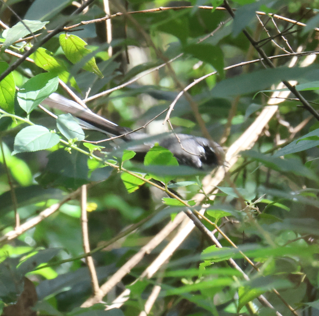 Grey Fantail from Link Track, Griffith University Nathan Campus, QLD ...