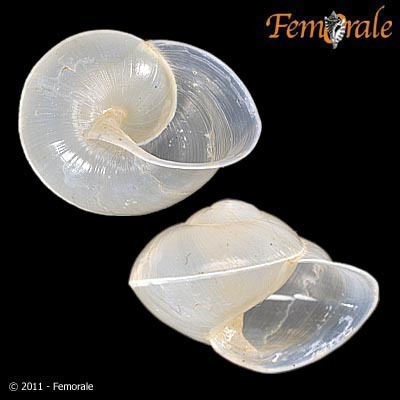 Genus Crystallopsis · iNaturalist