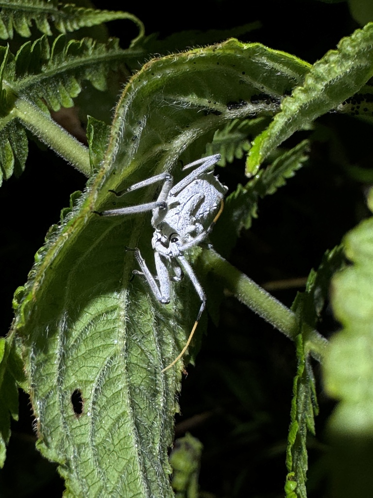 Harpactor from Mera, Pastaza, EC on April 14, 2025 at 07:21 PM by Alex ...