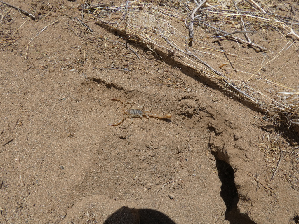Devil Scorpions from San Quintín, B.C., Mexico on April 14, 2025 at 01: ...