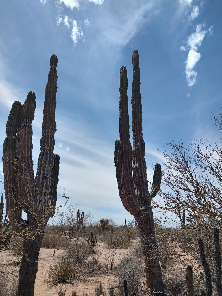 Cardón desde Comondú Municipality, BCS, Mexico el 14 de abril de 2025 a ...