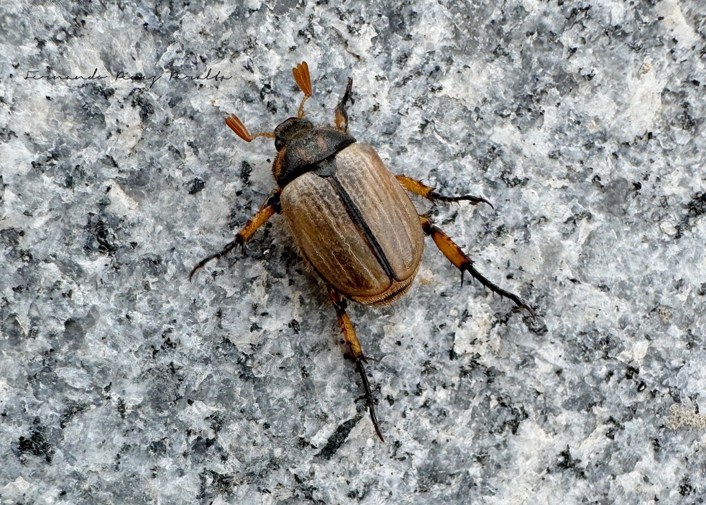 Cyriopertha arcuata from Jarjorin, Övörhangay, Mongolia on June 22 ...