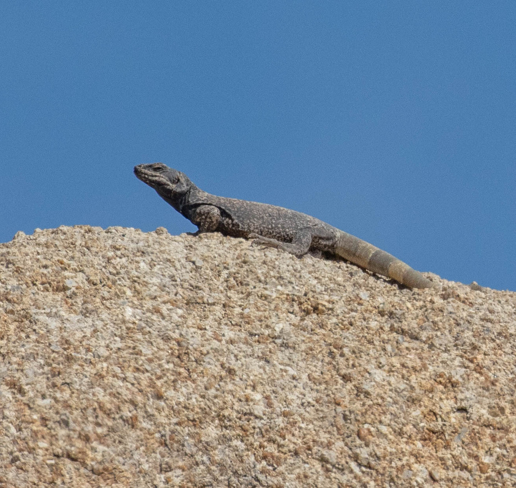 Common Chuckwalla from Inyo County, CA, USA on April 10, 2025 at 10:52 ...