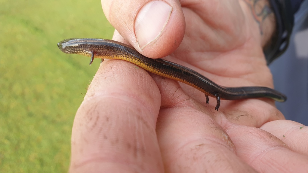 Yellow-bellied Three-toed Skink from Sydney NSW, Australia on December ...