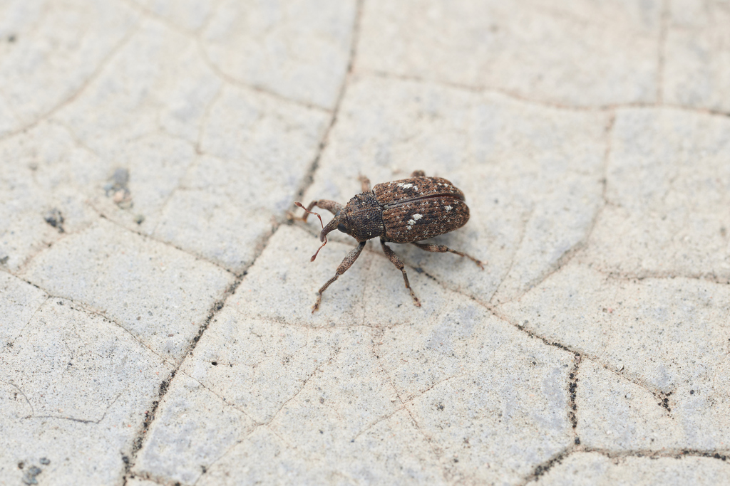 Shirahoshizo from 中国天目山风景区 on April 15, 2023 at 09:27 PM by Li Jianbo · iNaturalist