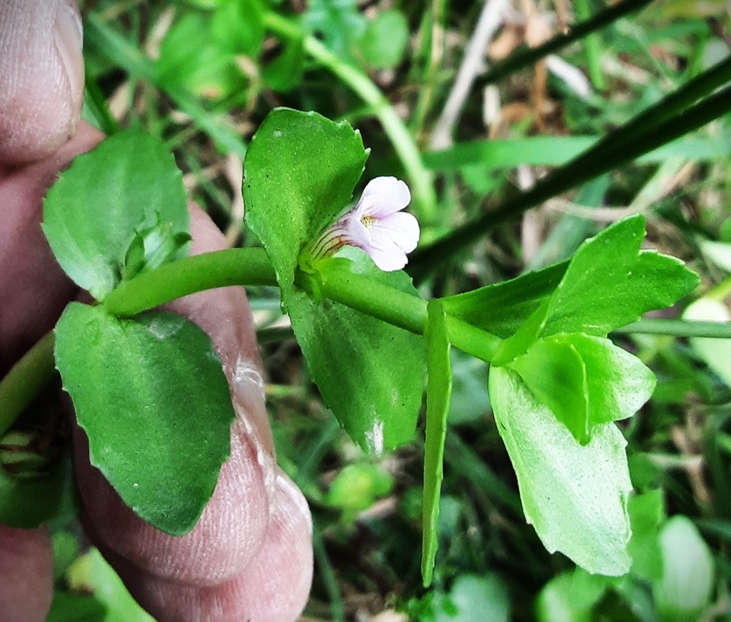 Austral Brooklime from Sunny Corner State Forest, NSW 2795, Australia ...