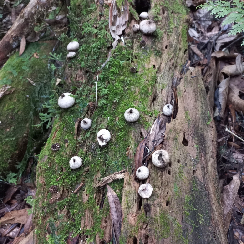 Lycoperdon compactum from Ngongotahā Valley 3072, New Zealand on April ...