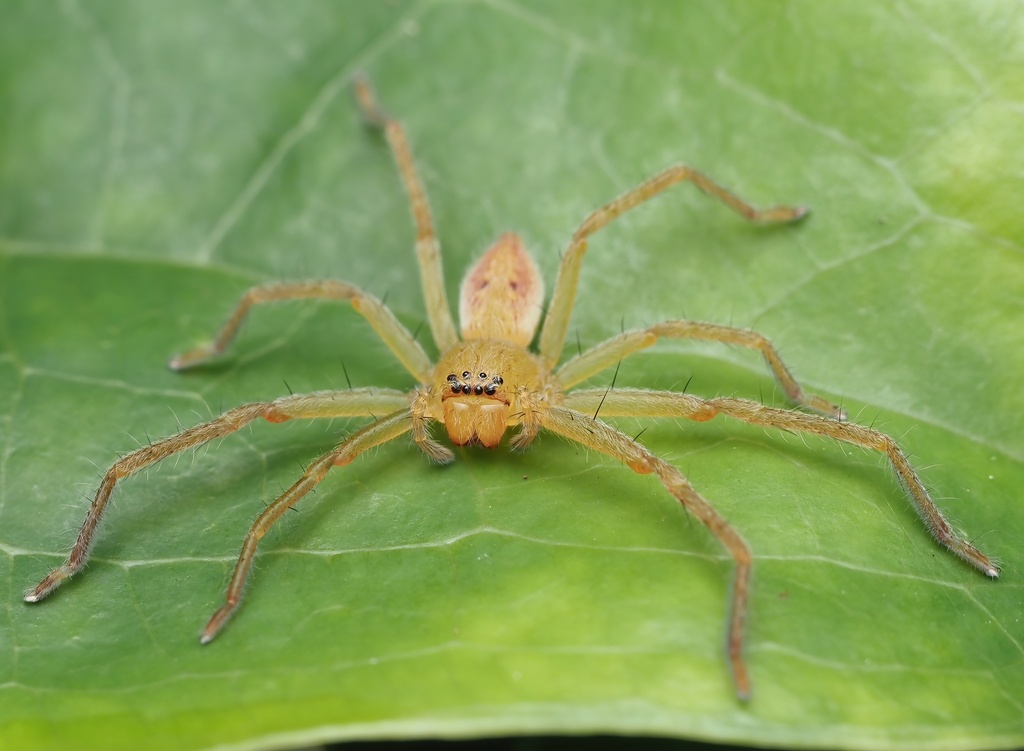 Badge Huntsman Spiders from Daisy Hill QLD 4127, Australia on April 13 ...