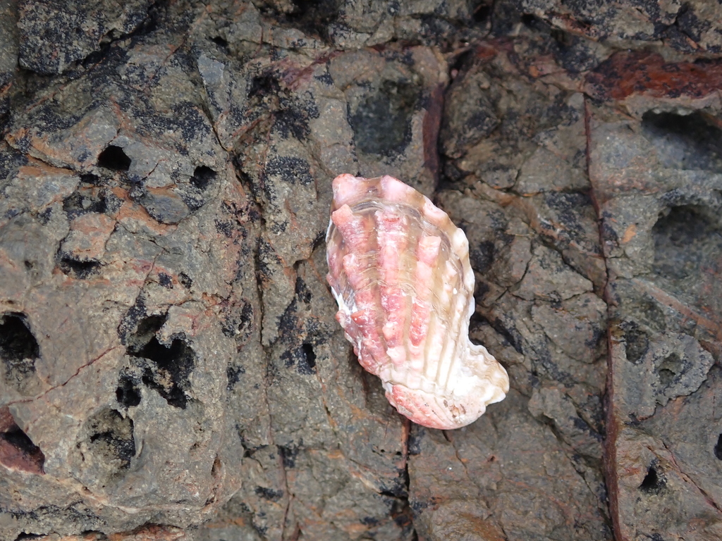 Large-ribbed Cardita from Woolgoolga NSW 2456, Australia on April 15 ...
