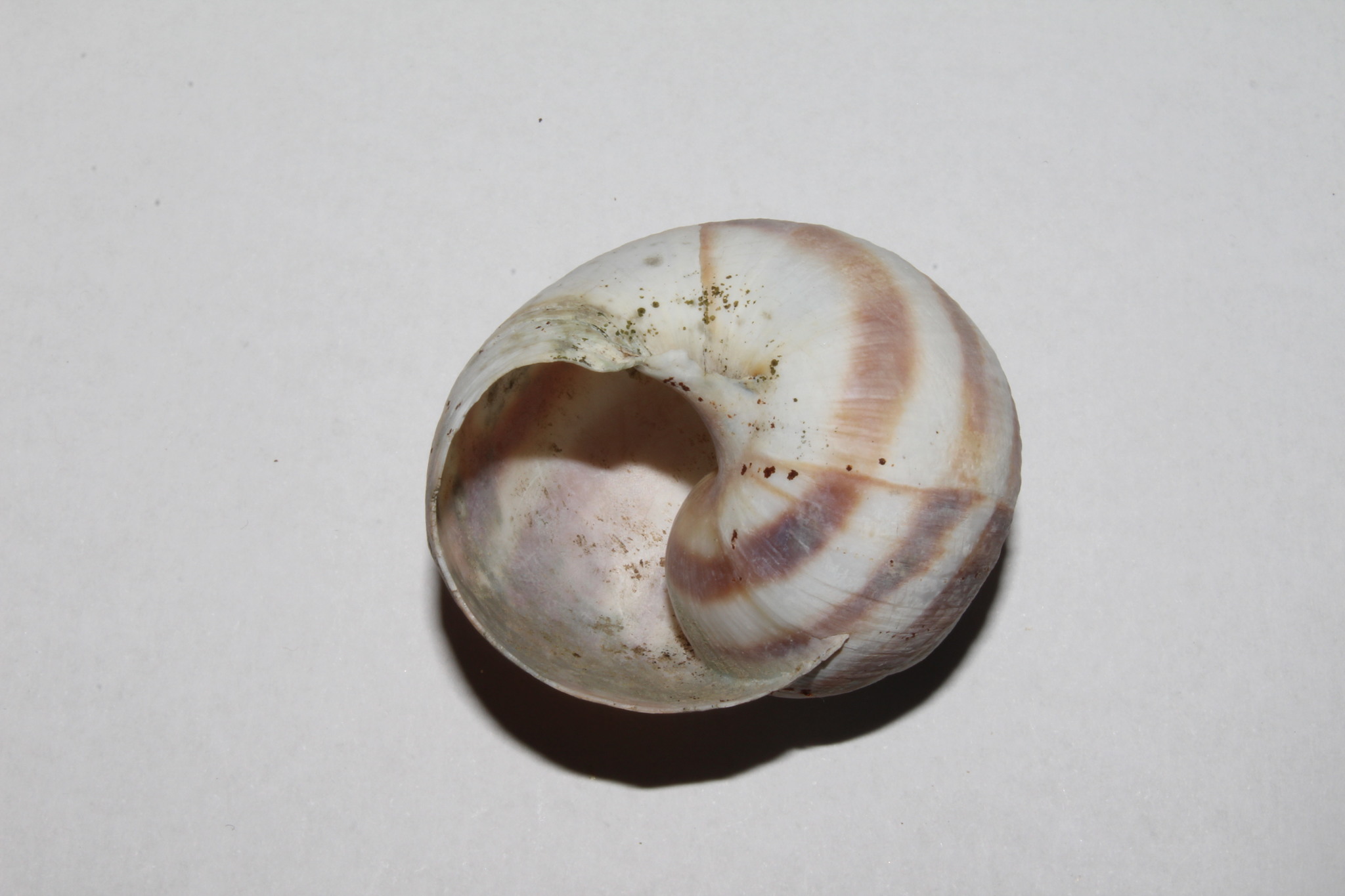 Helix cincta O.F.Müller, 1774