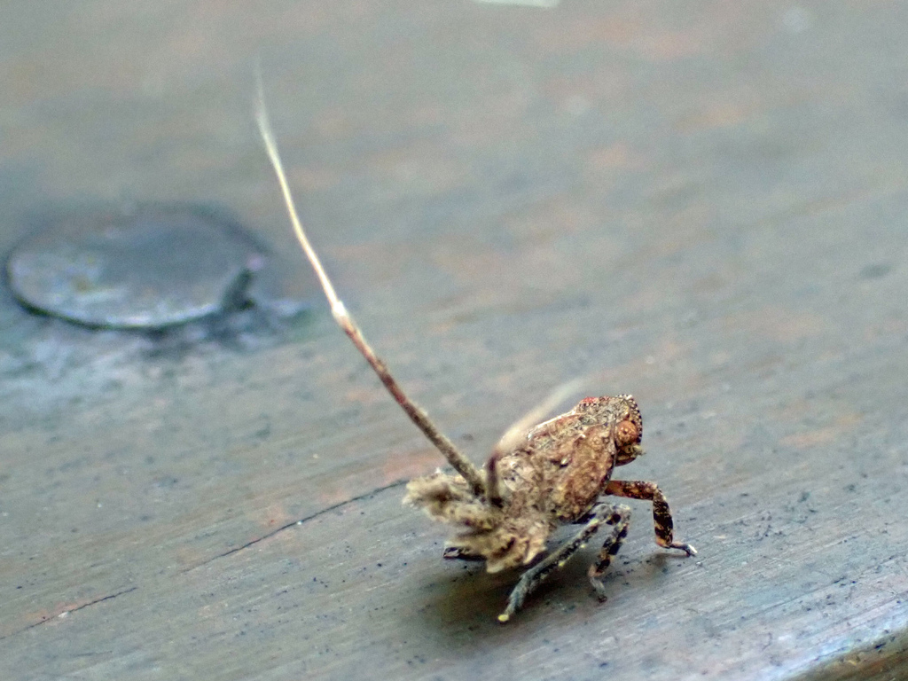 palm planthopper from Sippy Downs QLD 4556, Australia on April 15, 2025 ...