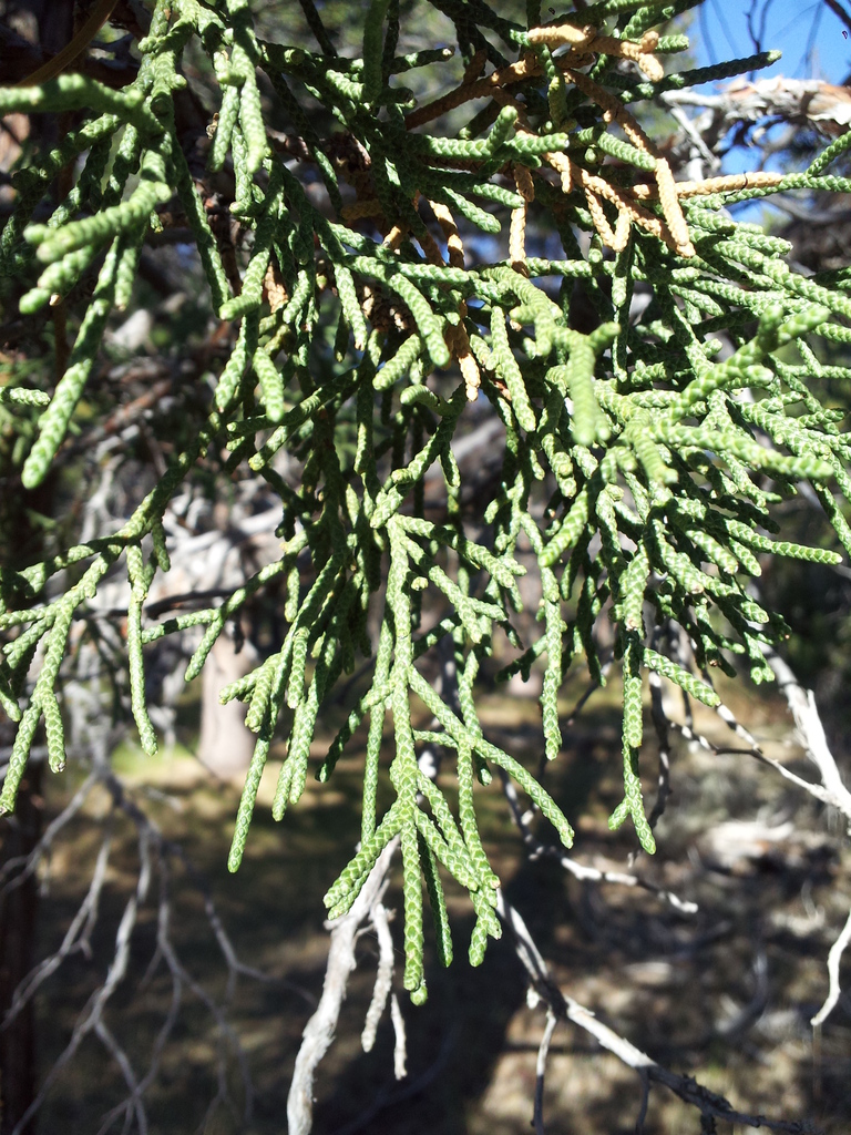 Sierra juniper (Juniperus grandis) - Botanical Realm