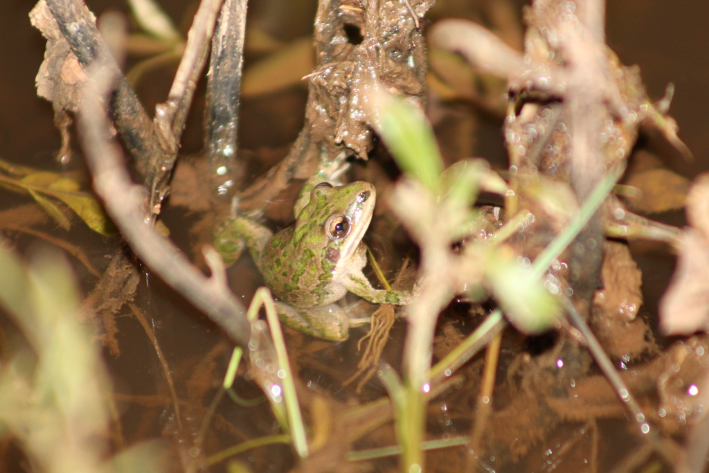 Spotted Chorus Frog from County Road EW189, Davidson, OK, US on April ...