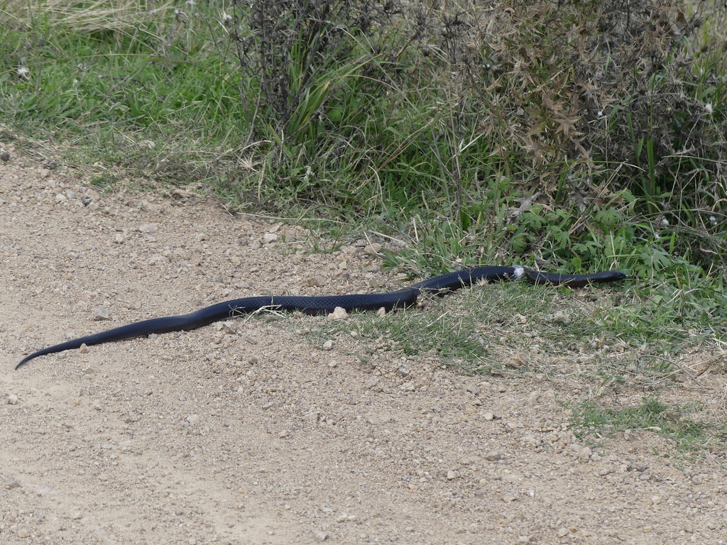 Red-bellied Black Snake from Kaputar NSW 2390, Australia on April 15 ...