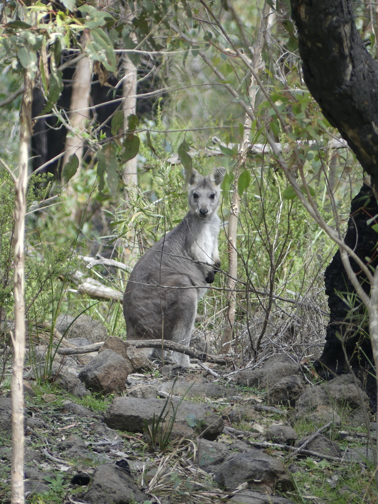 Common Wallaroo from Kaputar NSW 2390, Australia on April 15, 2025 at ...