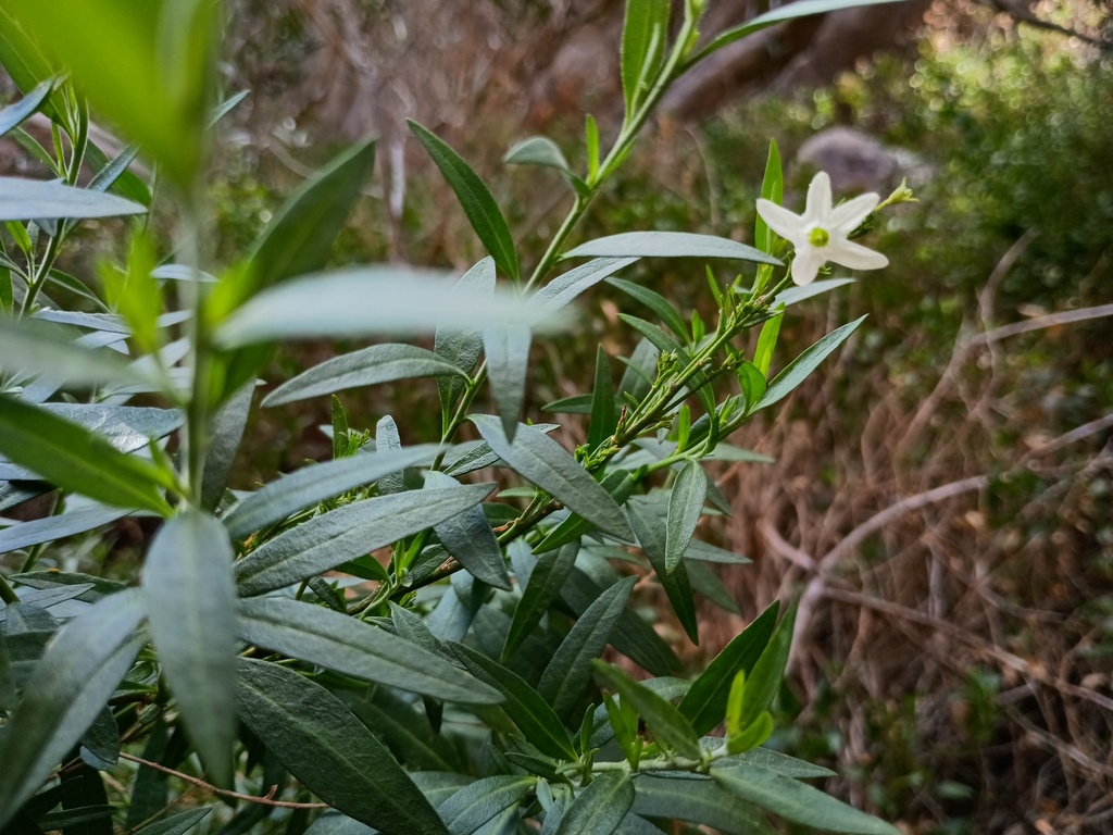 large-leaf ray flower from Laharum VIC 3401, Australia on April 8, 2025 ...