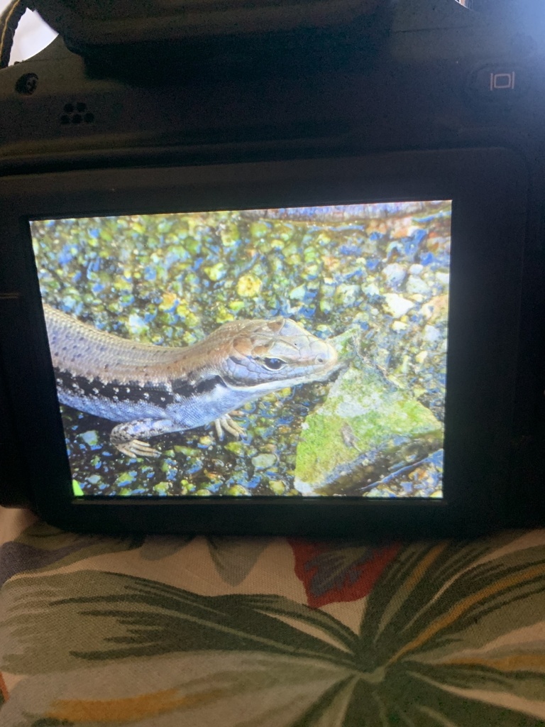Southern Water Skink from Meredith-Mount Mercer Rd, Meredith, VIC, AU ...