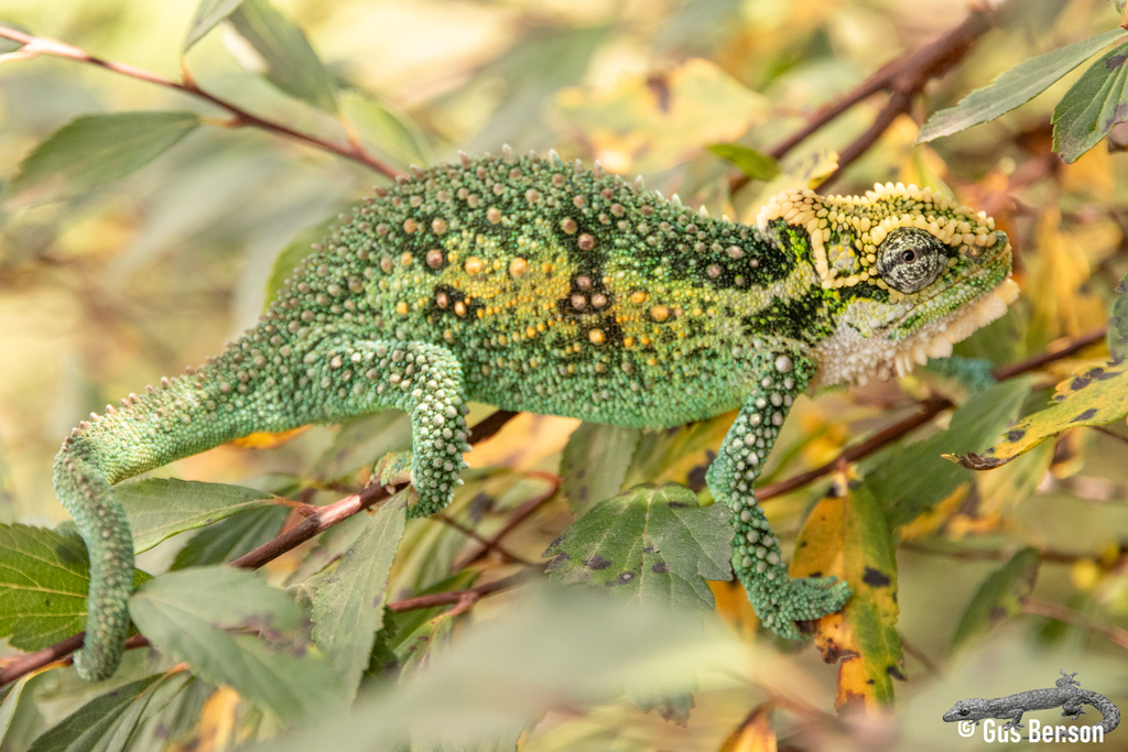 Natal Midland Dwarf Chamaeleon in April 2025 by Gus Benson · iNaturalist