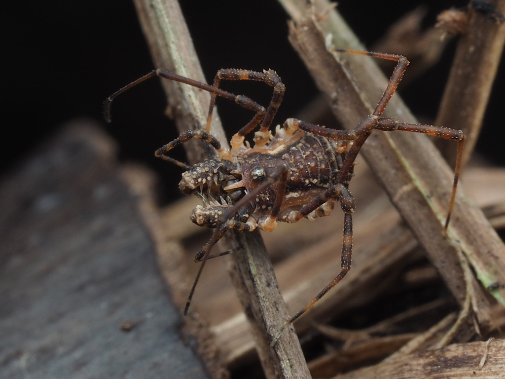 Algidia chiltoni from Oropi 3173, New Zealand on April 15, 2025 at 12: ...