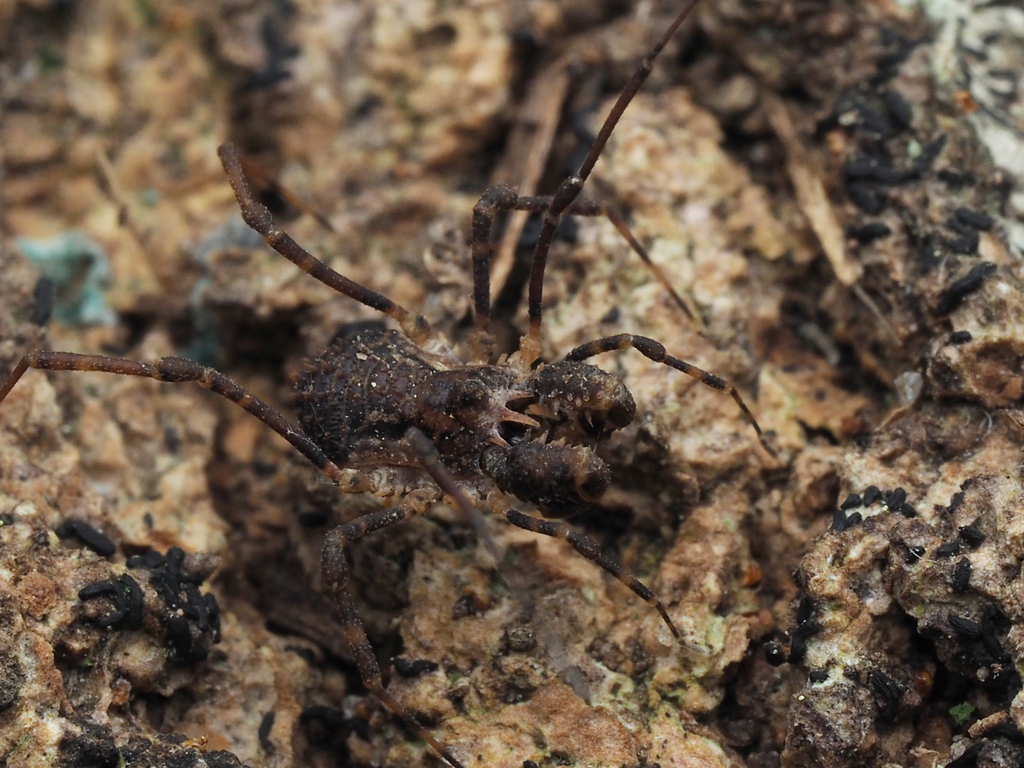 Algidia chiltoni from Oropi 3173, New Zealand on April 15, 2025 at 12: ...