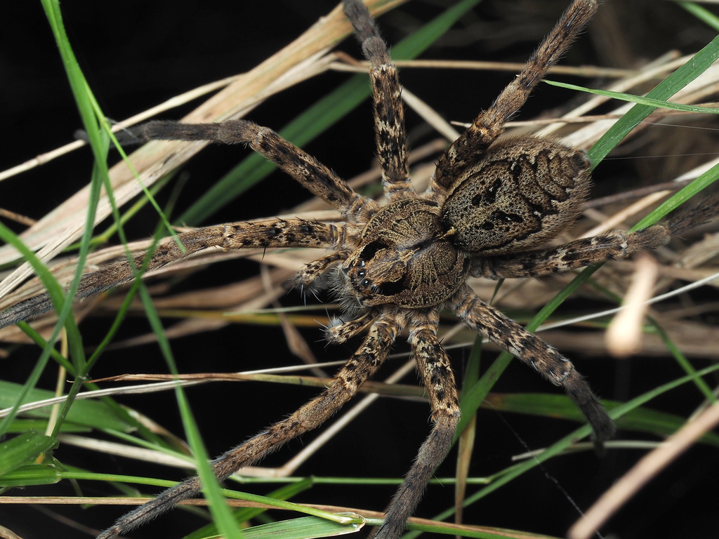 Dolomedes dondalei from Oropi 3173, New Zealand on April 15, 2025 at 12 ...