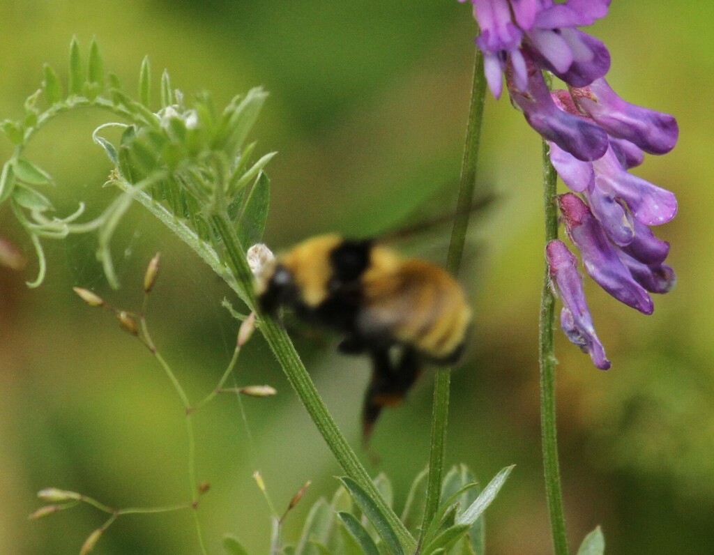 Northern Amber Bumble Bee from Hancock, ME, USA on July 4, 2024 at 11: ...