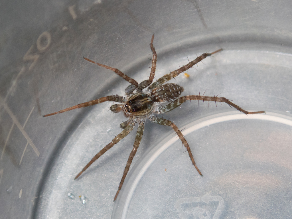 Pond Wolf Spider from Kam Tin, Hong Kong on July 29, 2019 at 09:48 PM ...