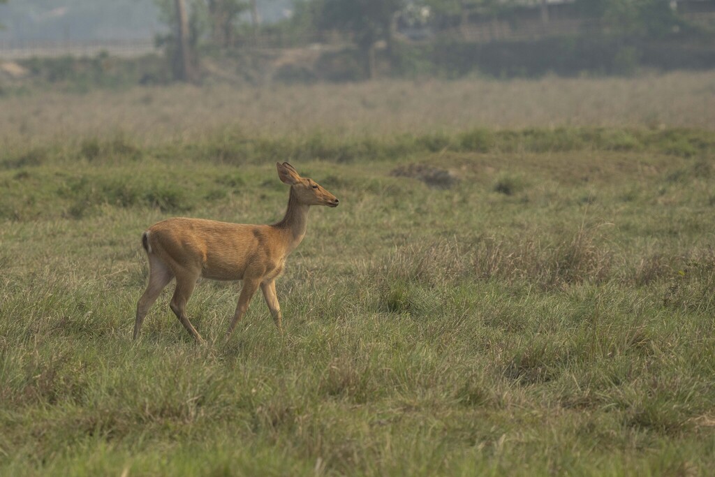 Eastern Swamp Deer in March 2025 by Luciano Massa · iNaturalist