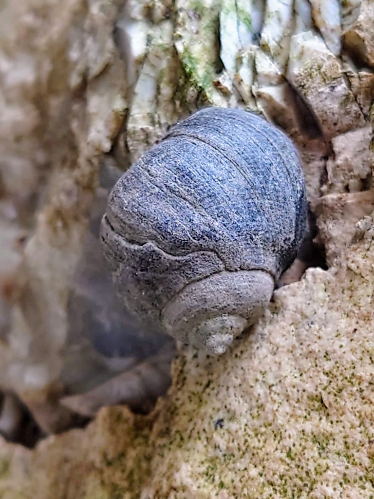 Common Periwinkle from United Kingdom on April 13, 2025 at 01:54 PM by ...