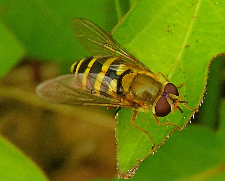 Common Flower Flies from Poole, UK on April 15, 2025 at 12:34 PM by Ian ...