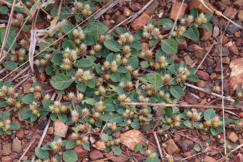 creeping chaffweed from West Rand District Municipality, South Africa ...