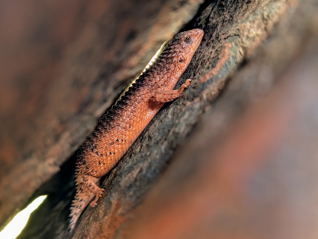 Eastern Pilbara Spiny-tailed Skink from Nullagine WA 6758, Australia on ...