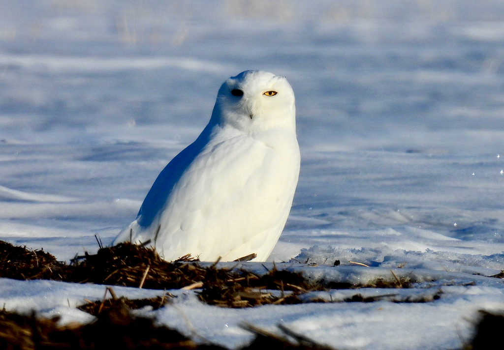 Snowy Owl from Highway 41, Flett's Springs No. 429, SK, CA on April 6 ...