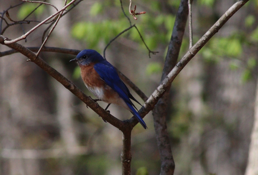 Eastern Bluebird from Rotary Park, Clarksville, TN, US on April 12 ...