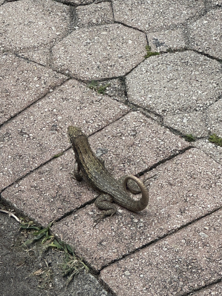 Northern Curly-tailed Lizard from SW 76th St, Miami, FL, US on April 15 ...