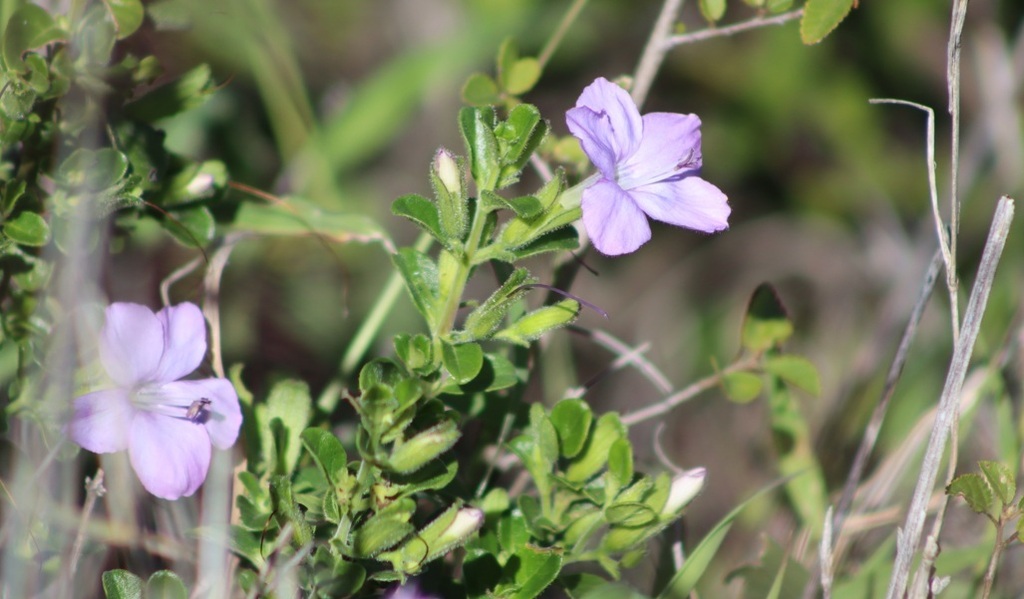 Blue Bushviolet from Sarah Baartman District Municipality, South Africa ...